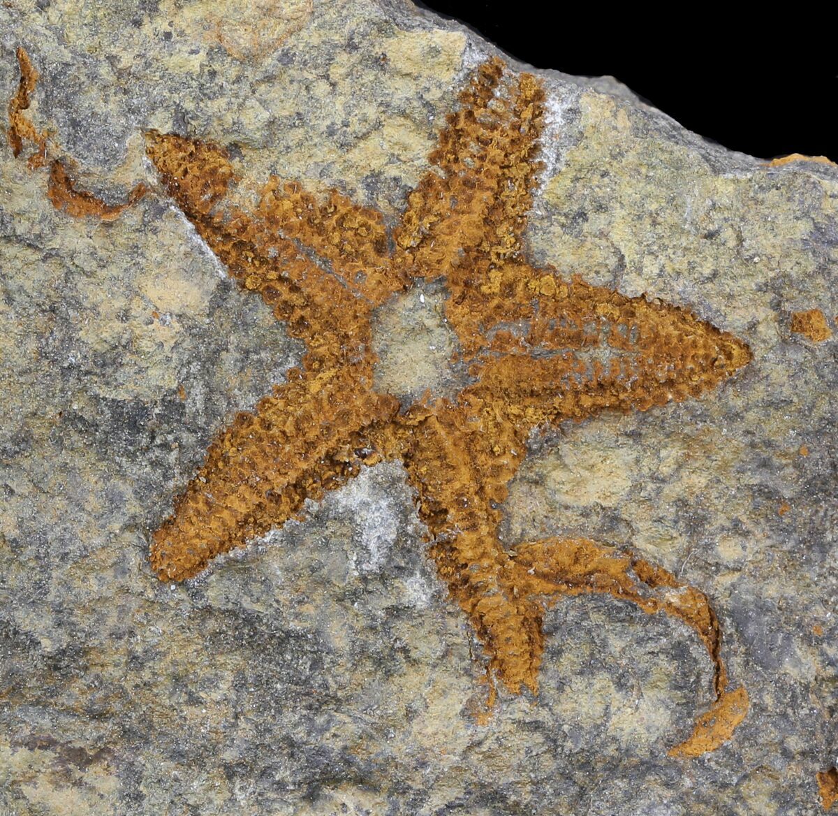 1.55" Ordovician Brittlestar (Petraster) Fossil - Morocco For Sale ...