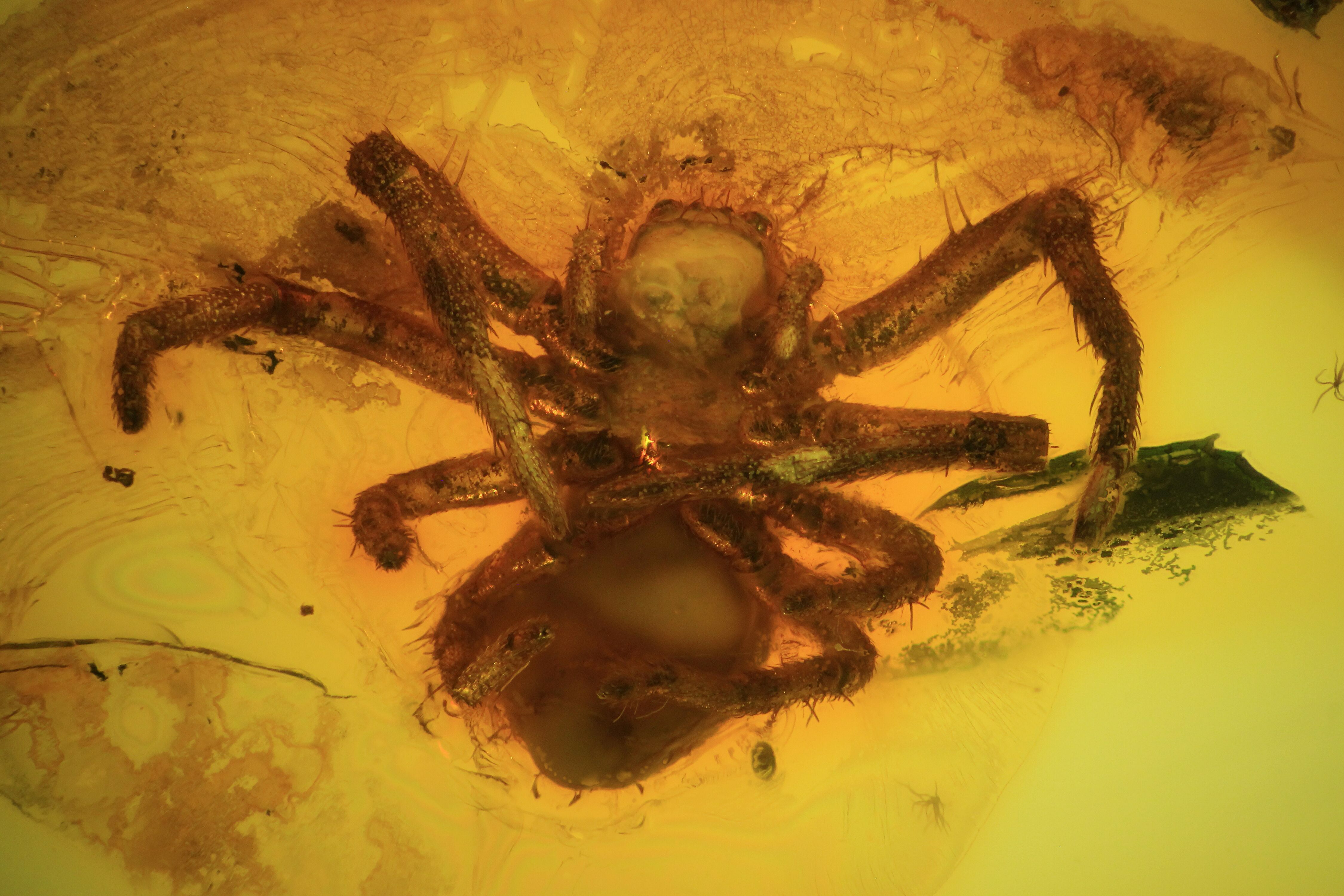Fossil Spider (Aranea) In Baltic Amber For Sale (#45126) - FossilEra.com