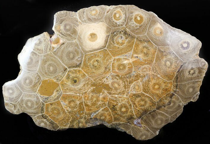 Fossils: Coral Fossils