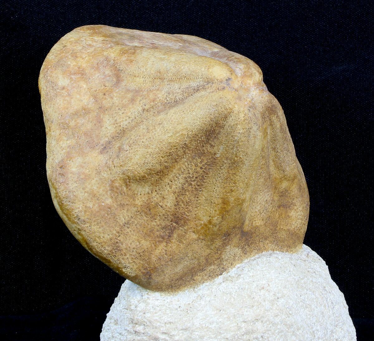 4" Clypeaster ("Sea Biscuit") Fossil - Taza, Morocco For Sale (#45230 ...