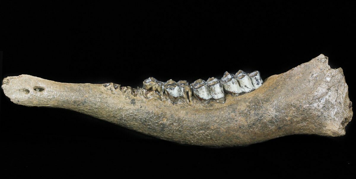 13" Fossil Irish Elk Jaw Section - Hungary For Sale (#45376 ...