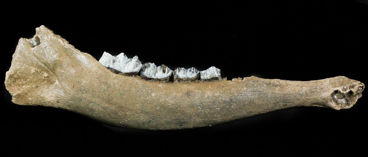 13" Fossil Irish Elk Jaw Section - Hungary For Sale (#45376 ...