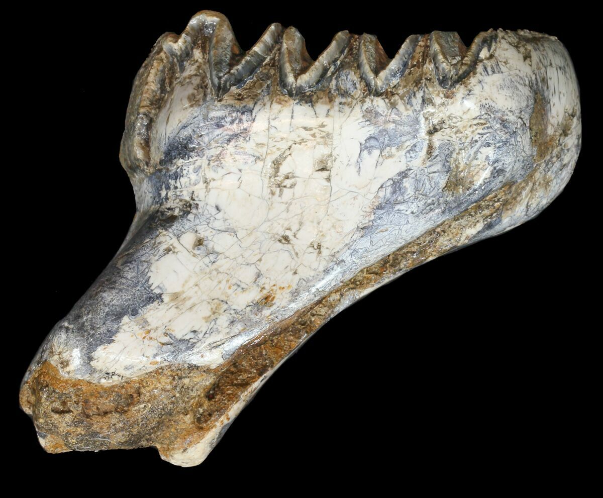 Fossil Stegodon Lower Jaw M2 Molar - Indonesia For Sale (#45379 ...