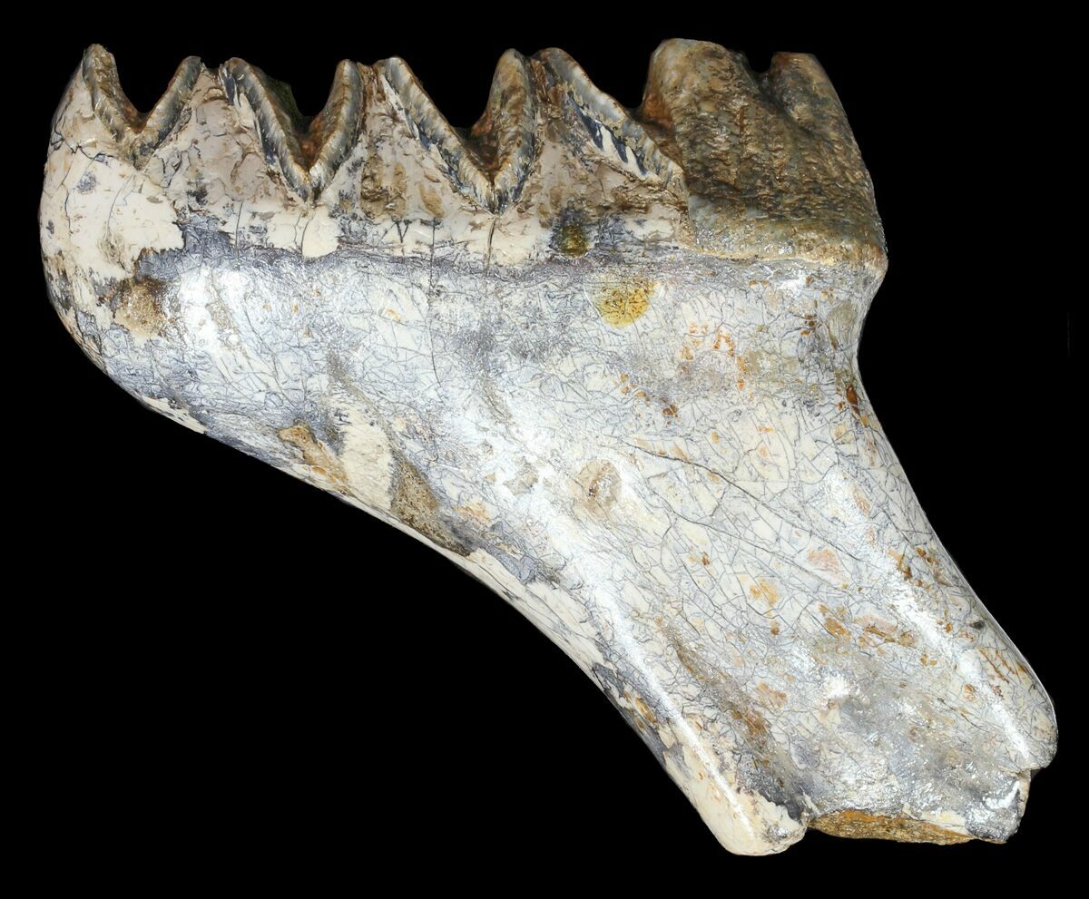 Fossil Stegodon Lower Jaw M2 Molar - Indonesia For Sale (#45379 ...