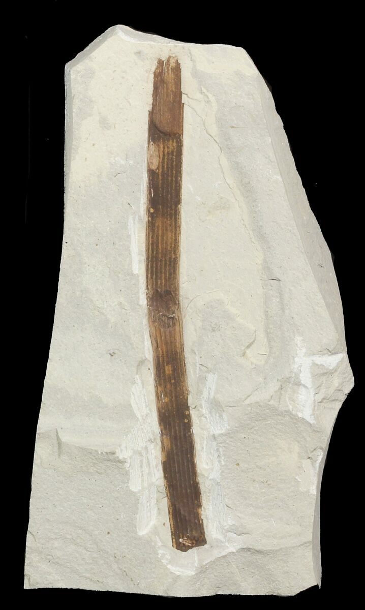 3.4" Fossils Horsetail Section (Equisetum) - Green River Formation For ...