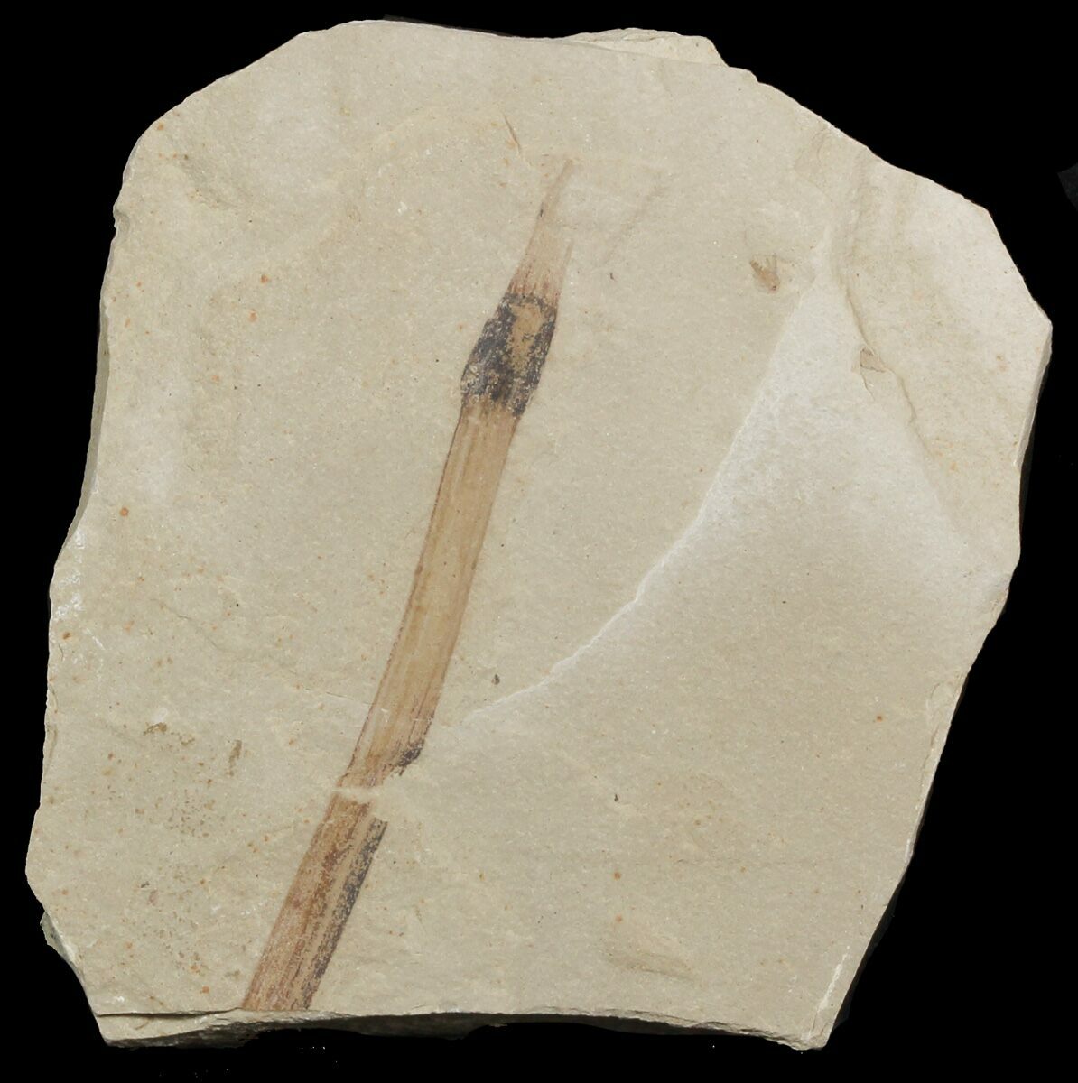 2.3" Fossils Horsetail Section (Equisetum) - Green River Formation For ...