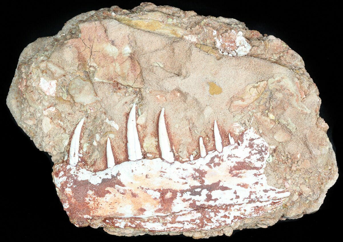 Fearsome, 4.1" Fossil Fish Jaw - Kem Kem Beds, Morocco For Sale (#45870 ...