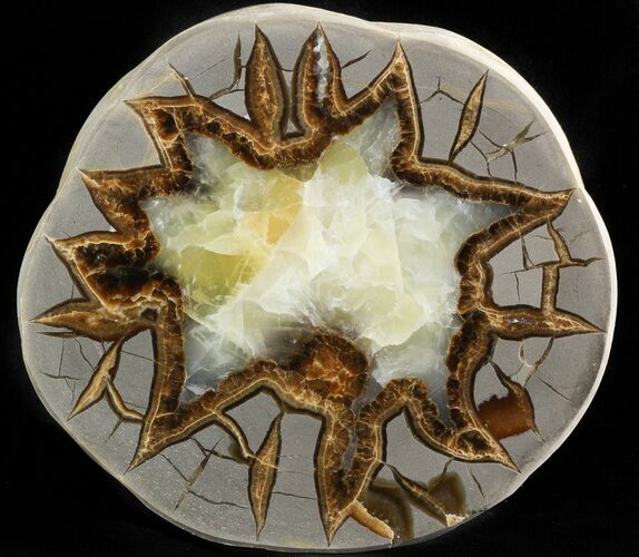 4.7" Polished Septarian Nodule (Half) - Utah For Sale (#45907 ...