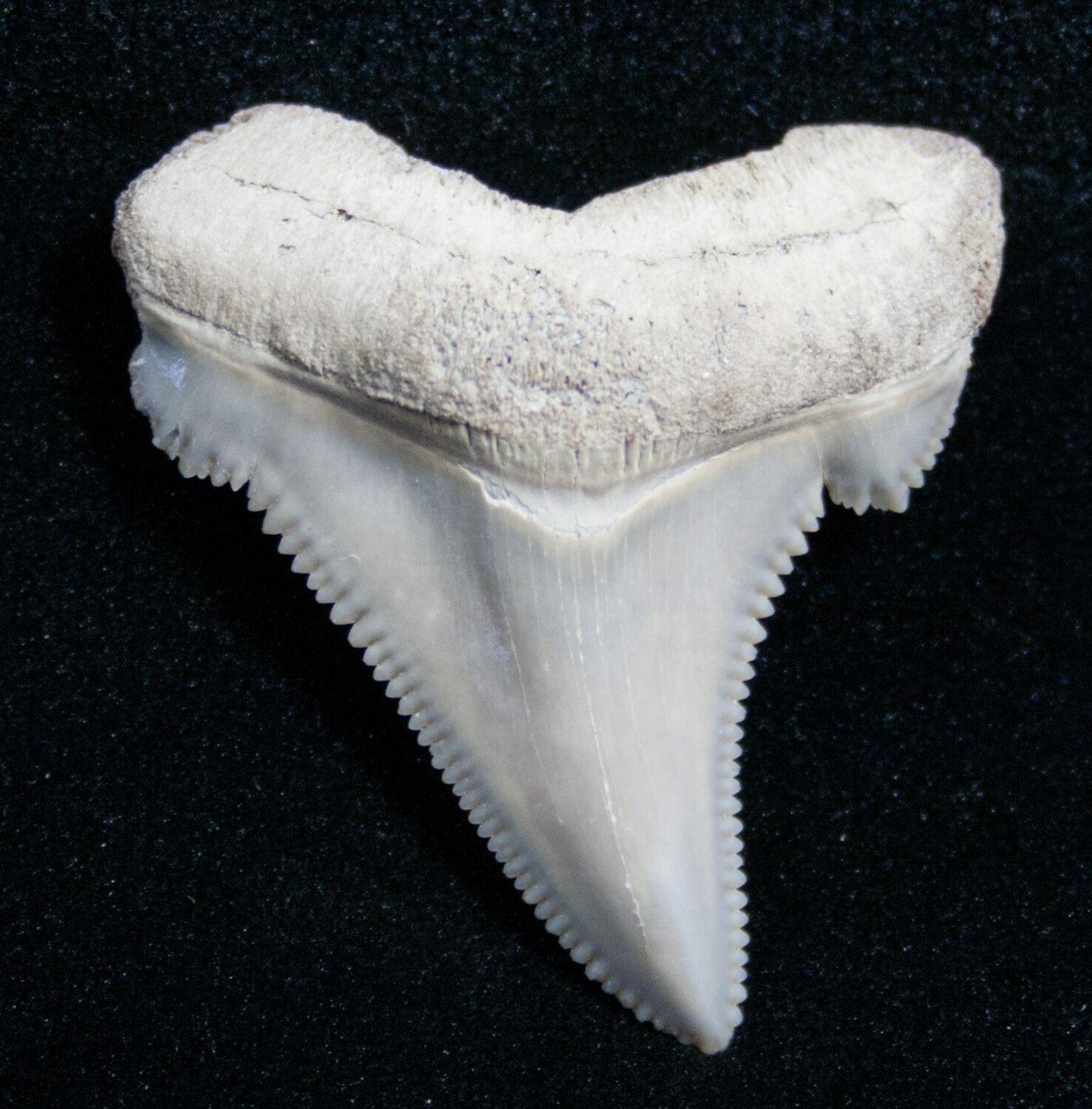 Beautiful 1.3" Carcharocles Angustidens Tooth For Sale (#4402 ...