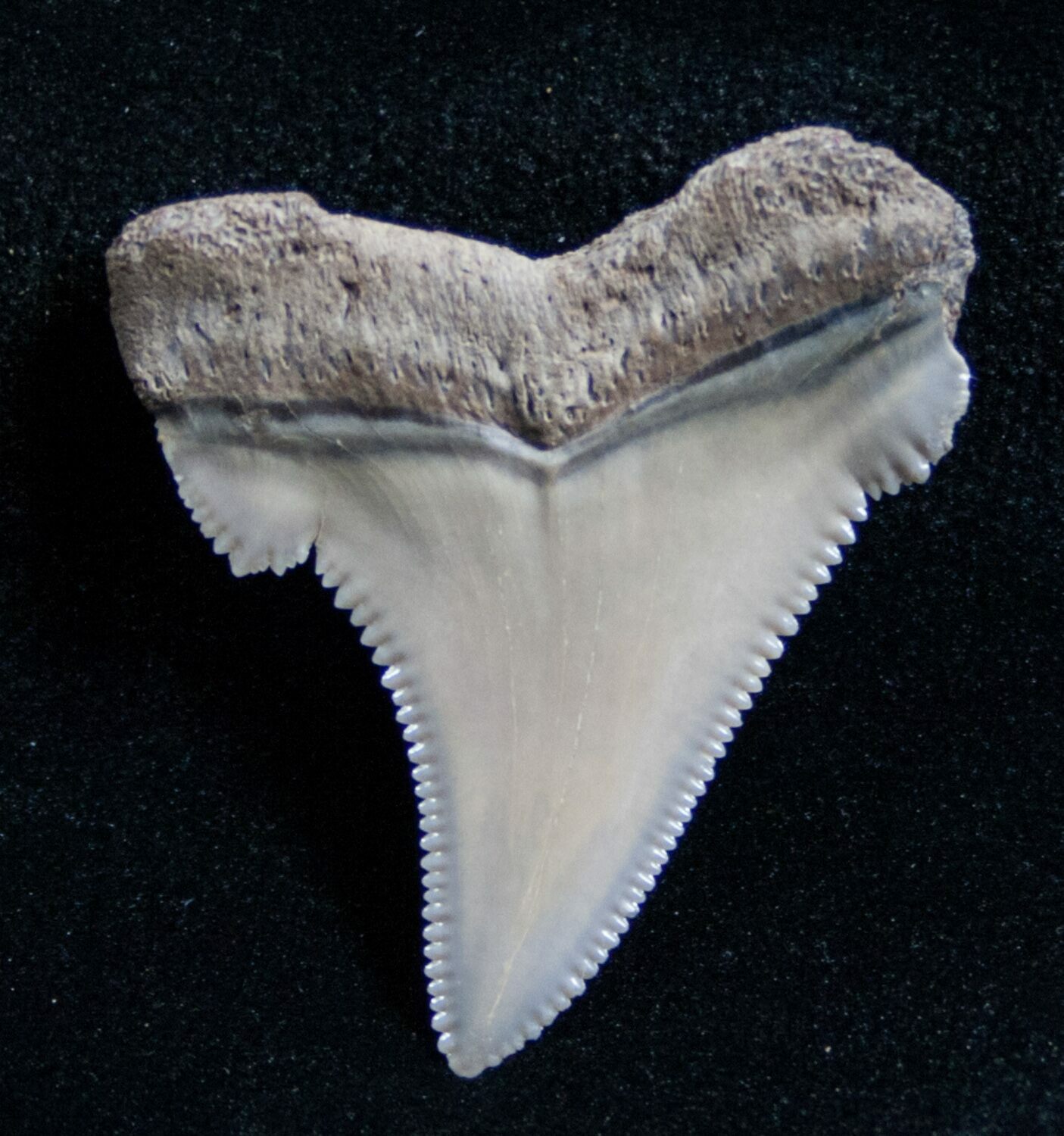 Beautiful 1.3" Carcharocles Angustidens Tooth For Sale (#4402 ...
