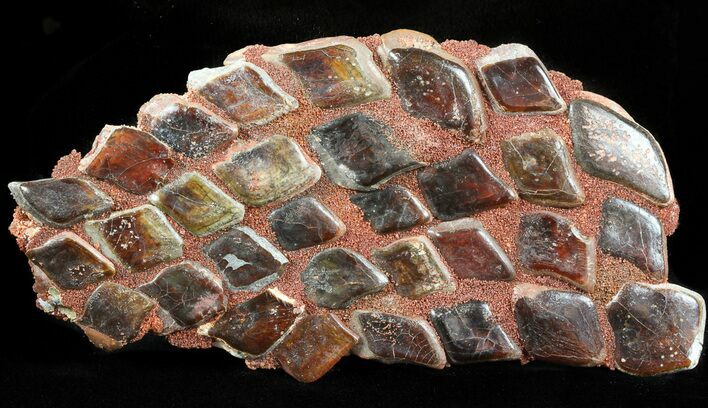 4.5" Fossil Gar Fish Scales (Composite) - Kem Kem Beds, Morocco For ...