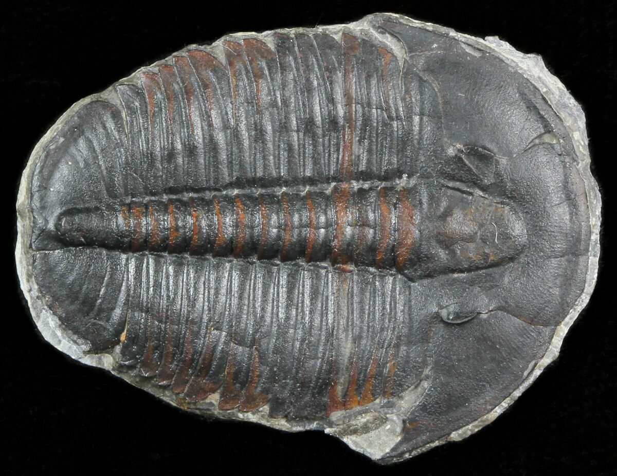 1.2" Elrathia Trilobite Fossil - Utah For Sale (#45976) - FossilEra.com