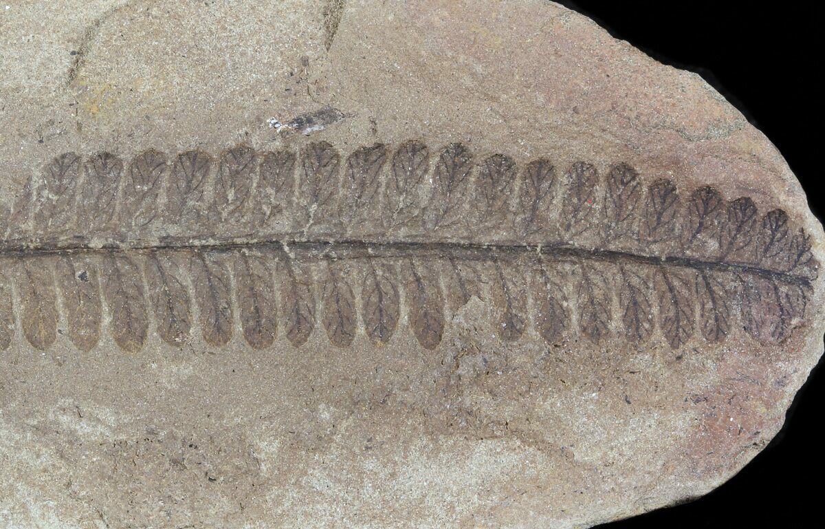 3.4" Pecopteris Fern Fossil - Mazon Creek For Sale (#46023) - FossilEra.com