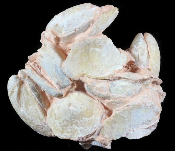 Opalized (Opal Replaced) Fossil Clams - Australia For Sale (#46032 ...