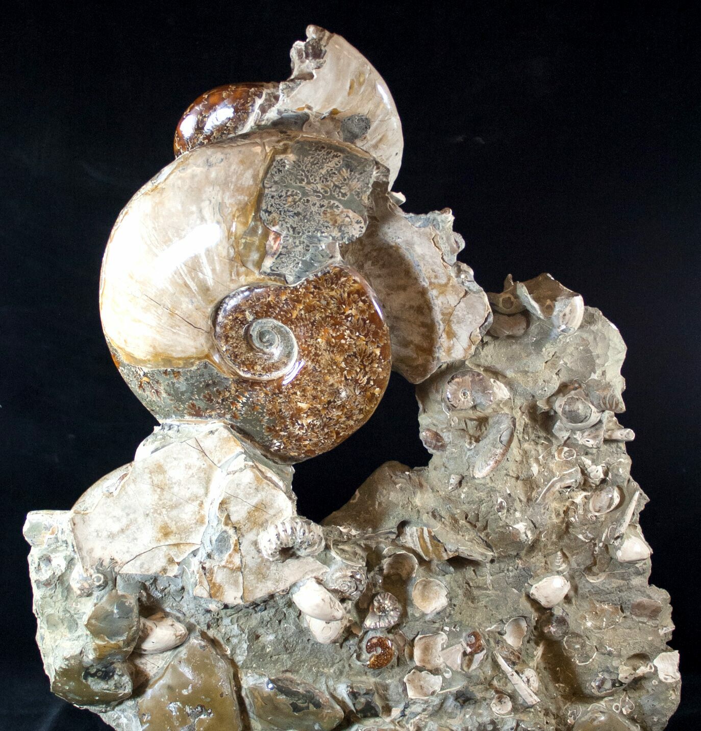 Ammonites For Sale - FossilEra.com