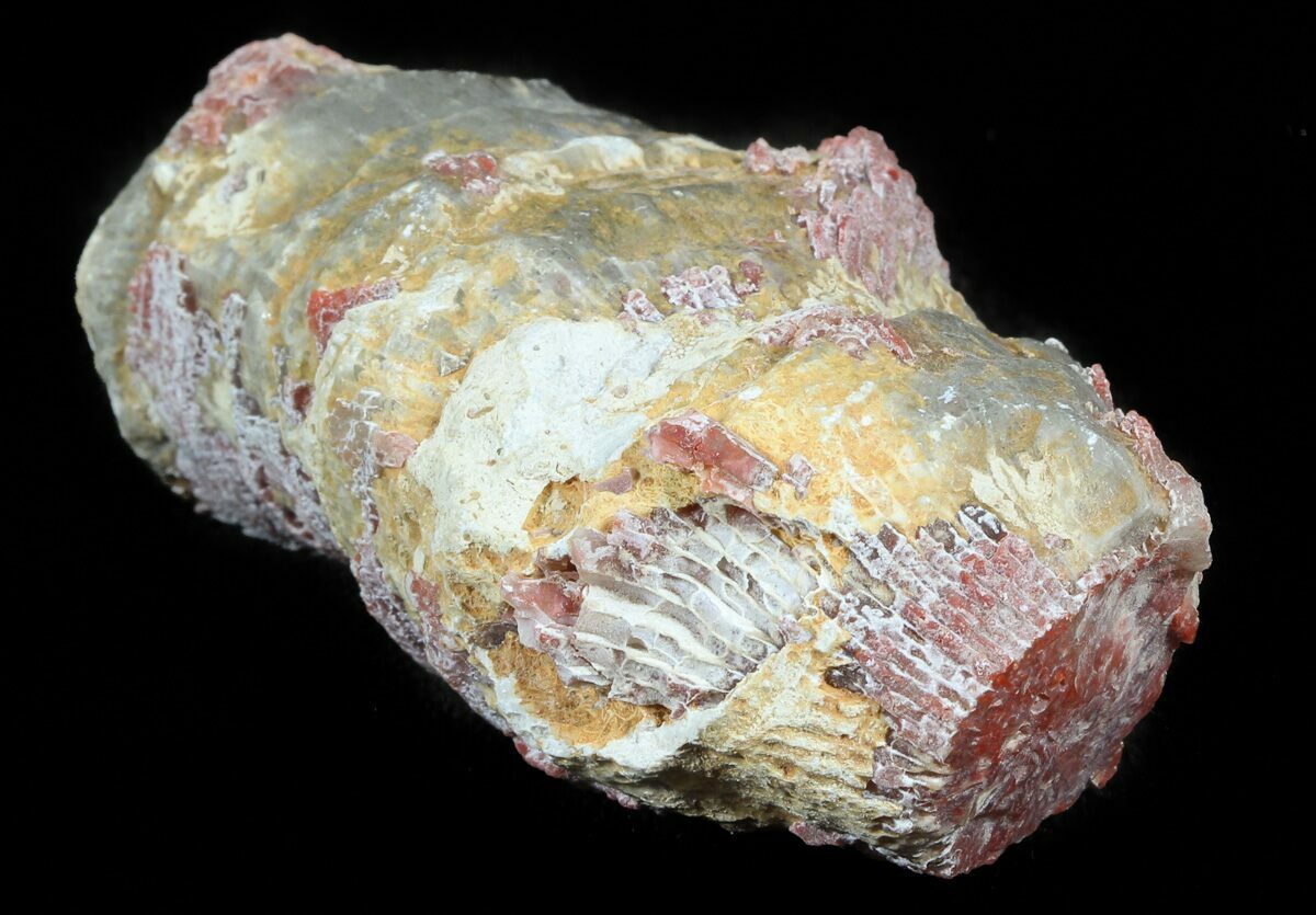 Pennsylvanian Aged Red Agatized Horn Coral - Utah For Sale (#46151 ...