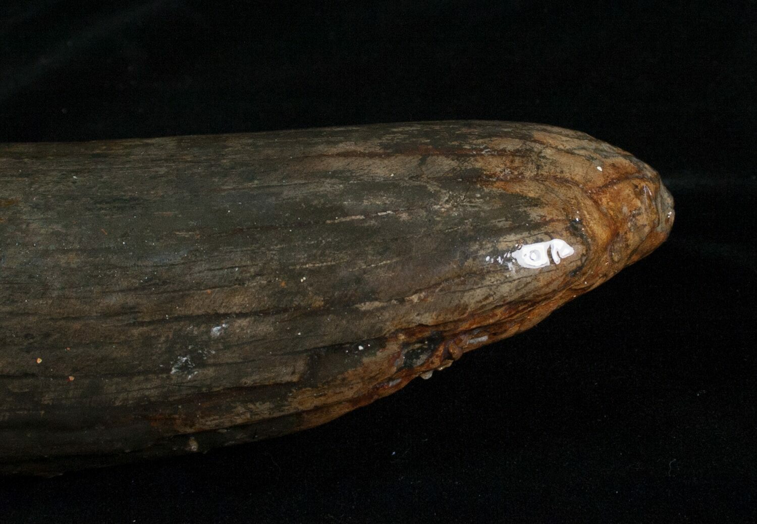 Partial Woolly Mammoth Tusk - 10" For Sale (#4420) - FossilEra.com