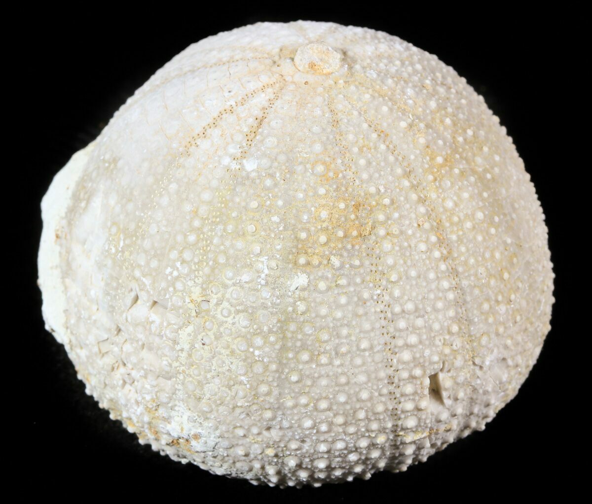 1.65" Psephechinus Fossil Echinoid (Sea Urchin) - Morocco For Sale ...