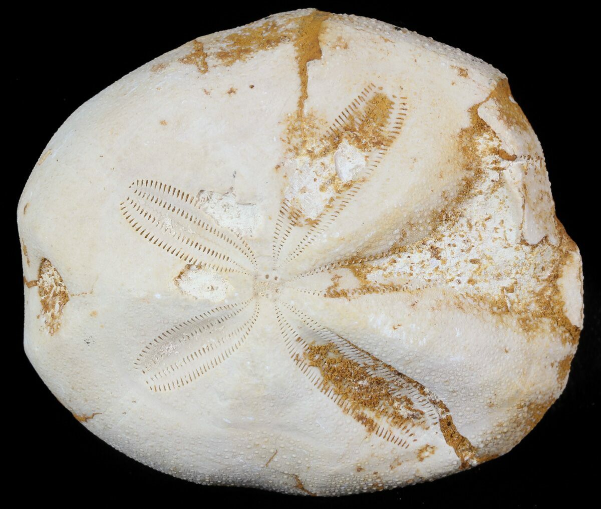 2.4" Micraster? Fossil Echinoid (Sea Urchin) - Taouz, Morocco For Sale ...
