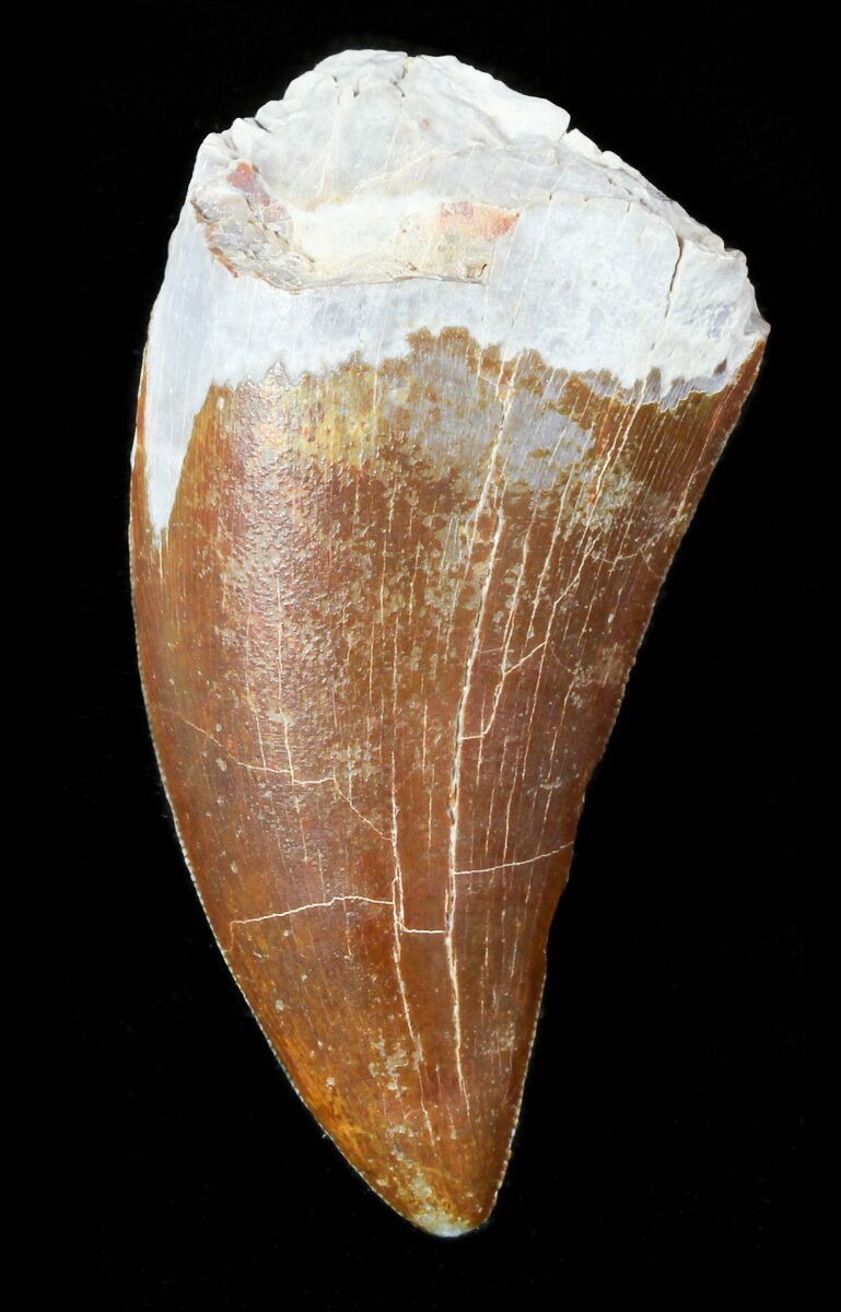 1.67" Timurlengia (Tyrannosaur) Tooth - Uzbekistan For Sale (#46455 ...