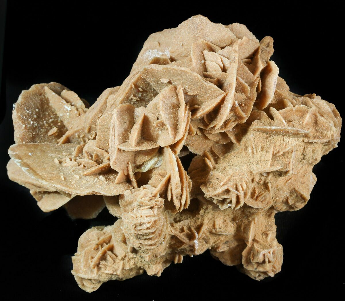 5.6" Desert (Selenite) Rose - Sahara Desert For Sale (#46550 ...