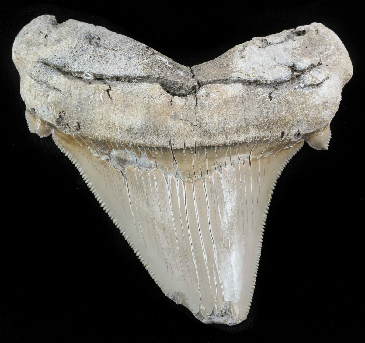 3.5" Fossil Angustidens Shark Tooth - Megalodon Ancestor For Sale ...