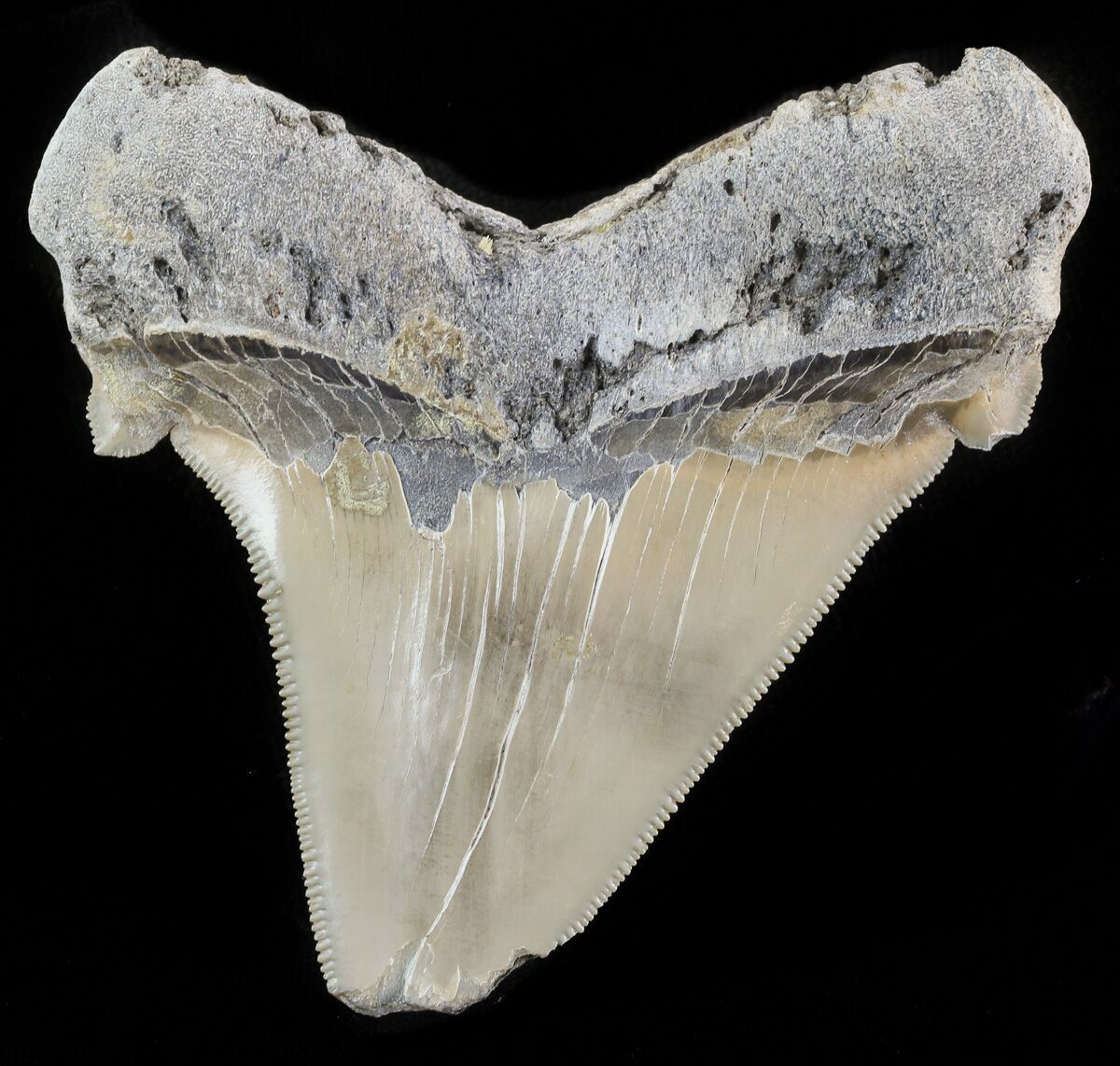 3.5" Fossil Angustidens Shark Tooth - Megalodon Ancestor For Sale ...