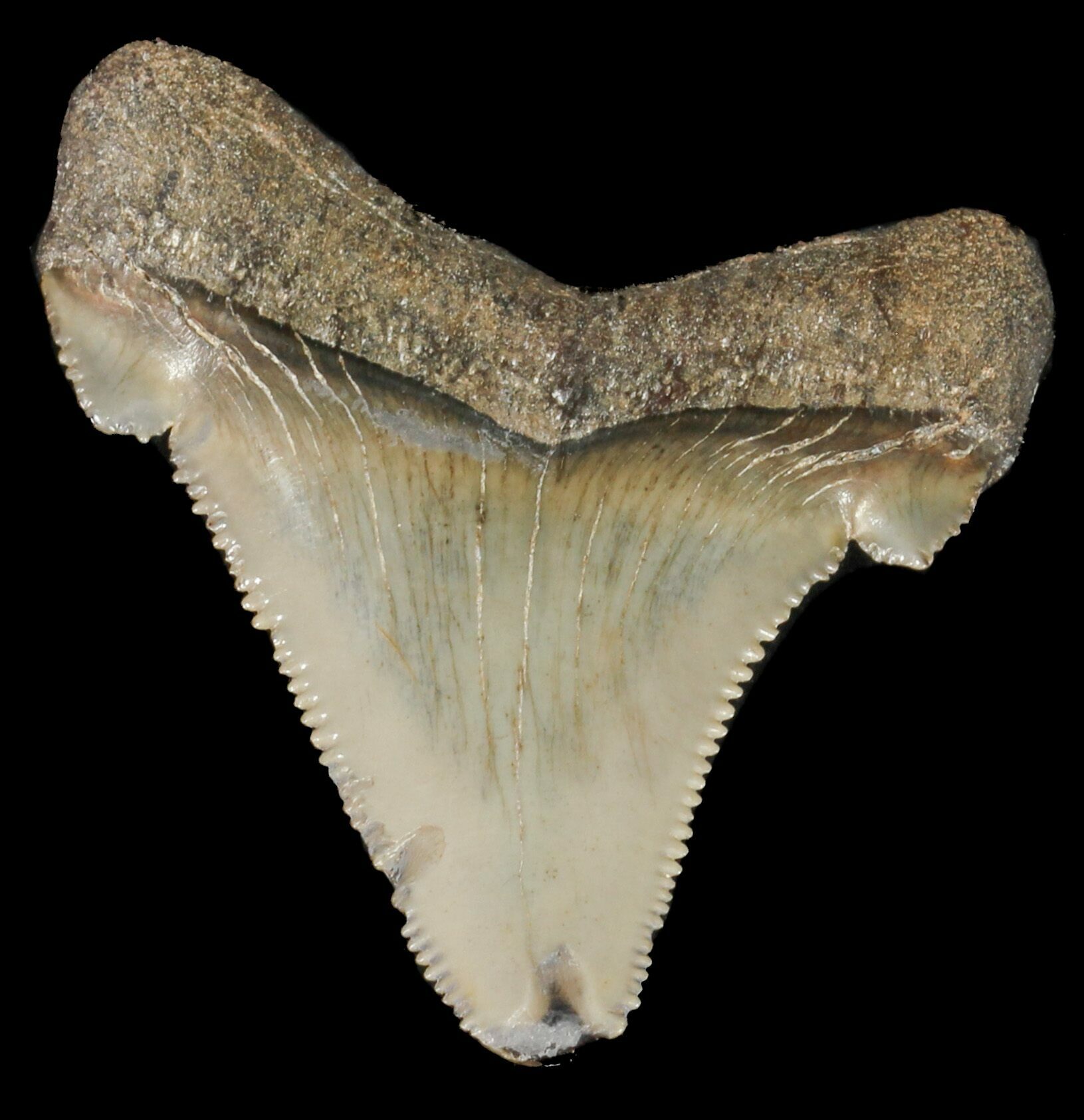 1.9" Fossil Angustidens Shark Tooth - Megalodon Ancestor For Sale ...