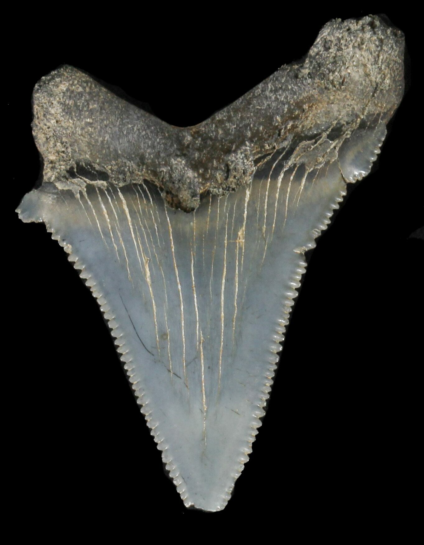 1.7" Fossil Angustidens Shark Tooth - Megalodon Ancestor For Sale ...