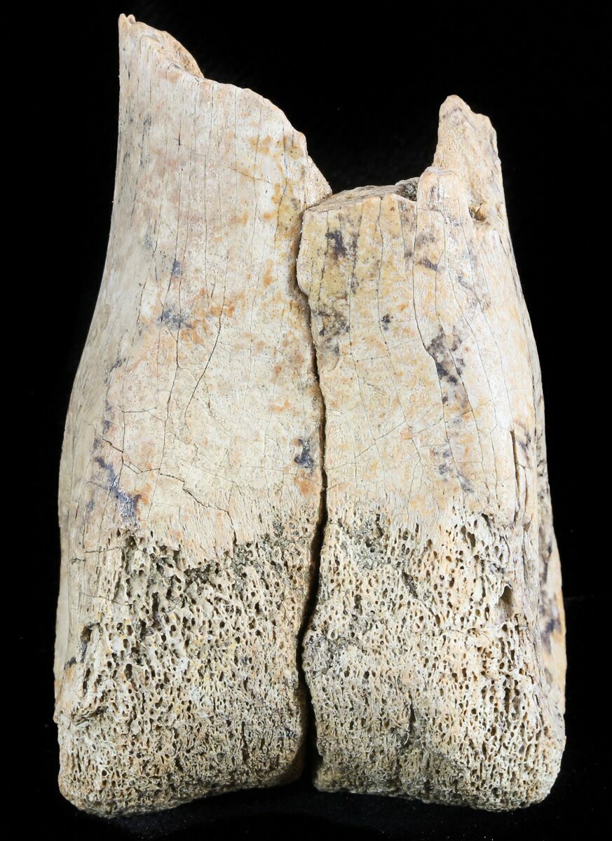 2.3" Partial Theropod Dinosaur Toe Bone - North Dakota For Sale (#46927 ...