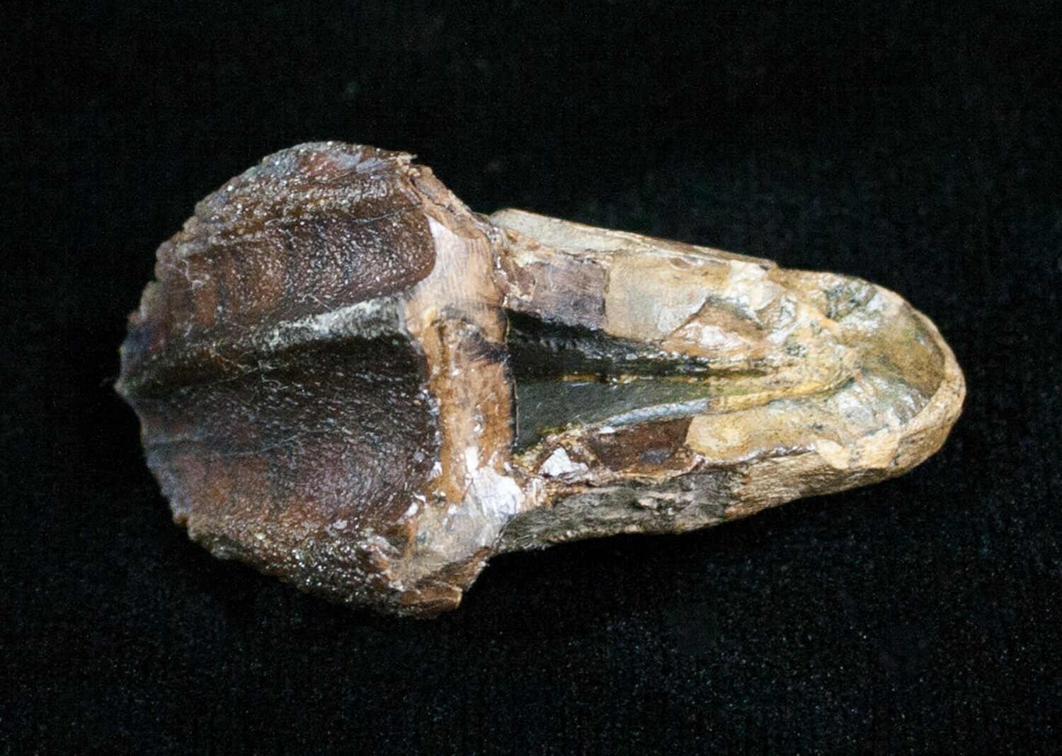 Huge Triceratops Tooth - 1.4" For Sale (#4467) - FossilEra.com