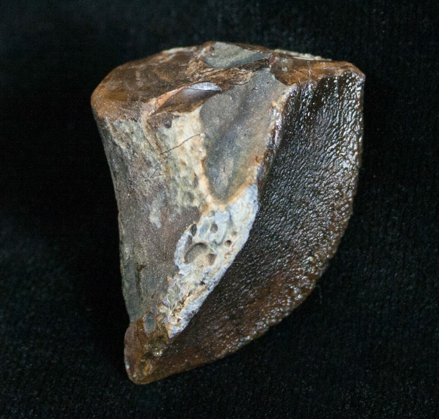 Giant Unworn Triceratops Tooth - 1.25" For Sale (#4471) - FossilEra.com