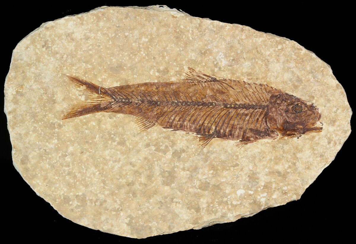 Small, 2.9" Knightia Fossil Fish - Wyoming For Sale (#47518 ...