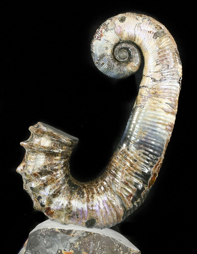 9" Heteromorph Ammonite Fossil - Volga River, Russia For Sale (#47626 ...