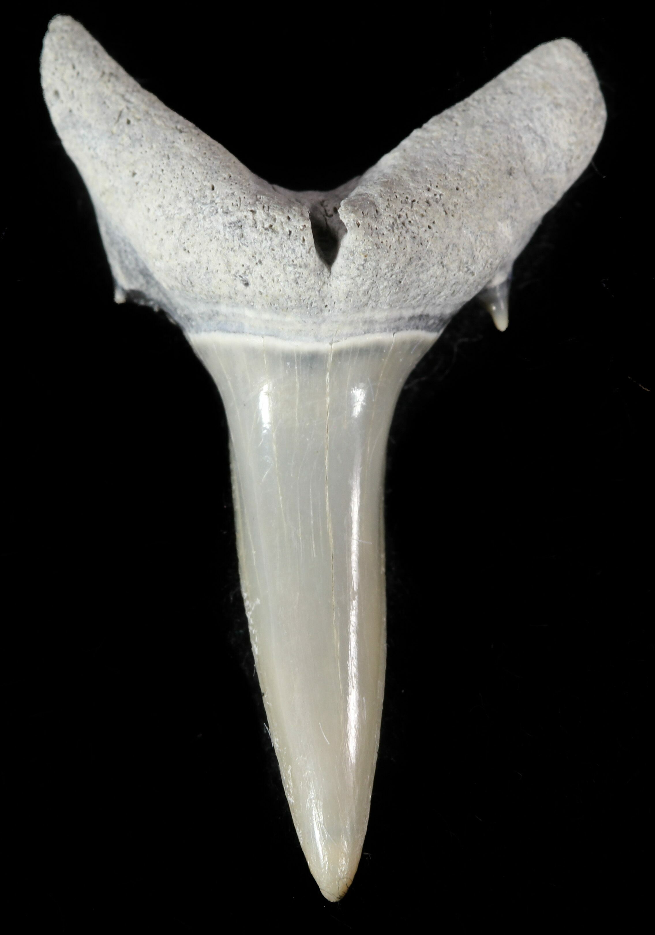 Sandbar Shark Teeth