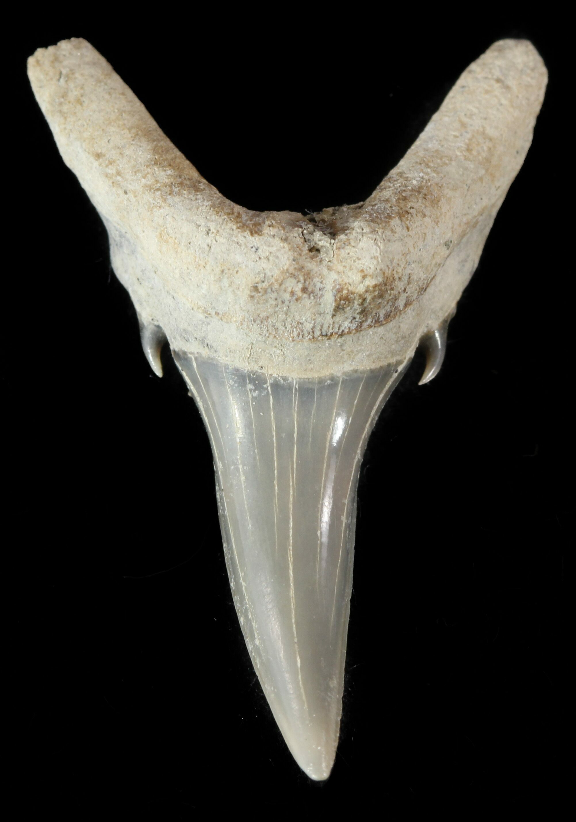 Sandbar Shark Teeth