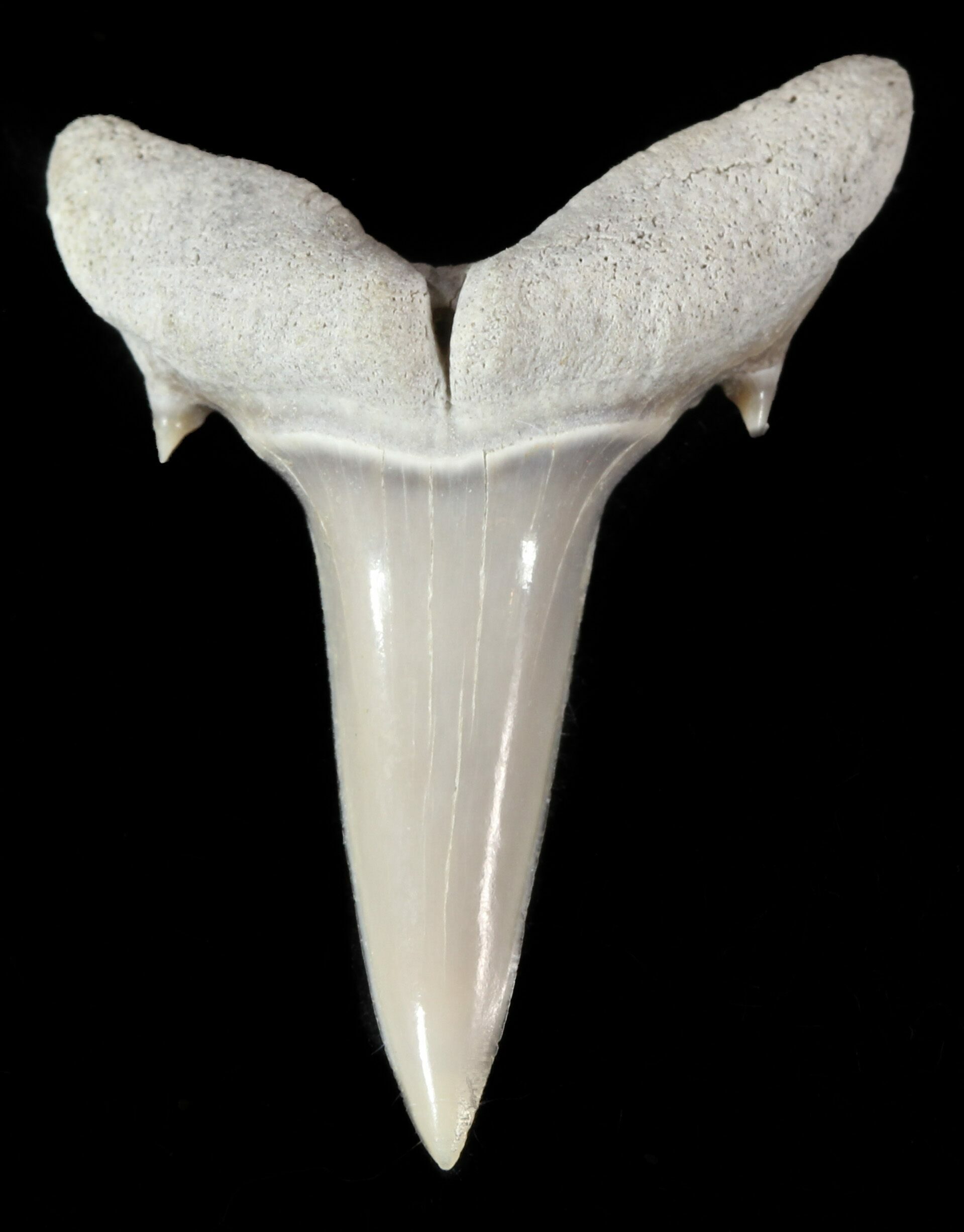 Sandbar Shark Teeth