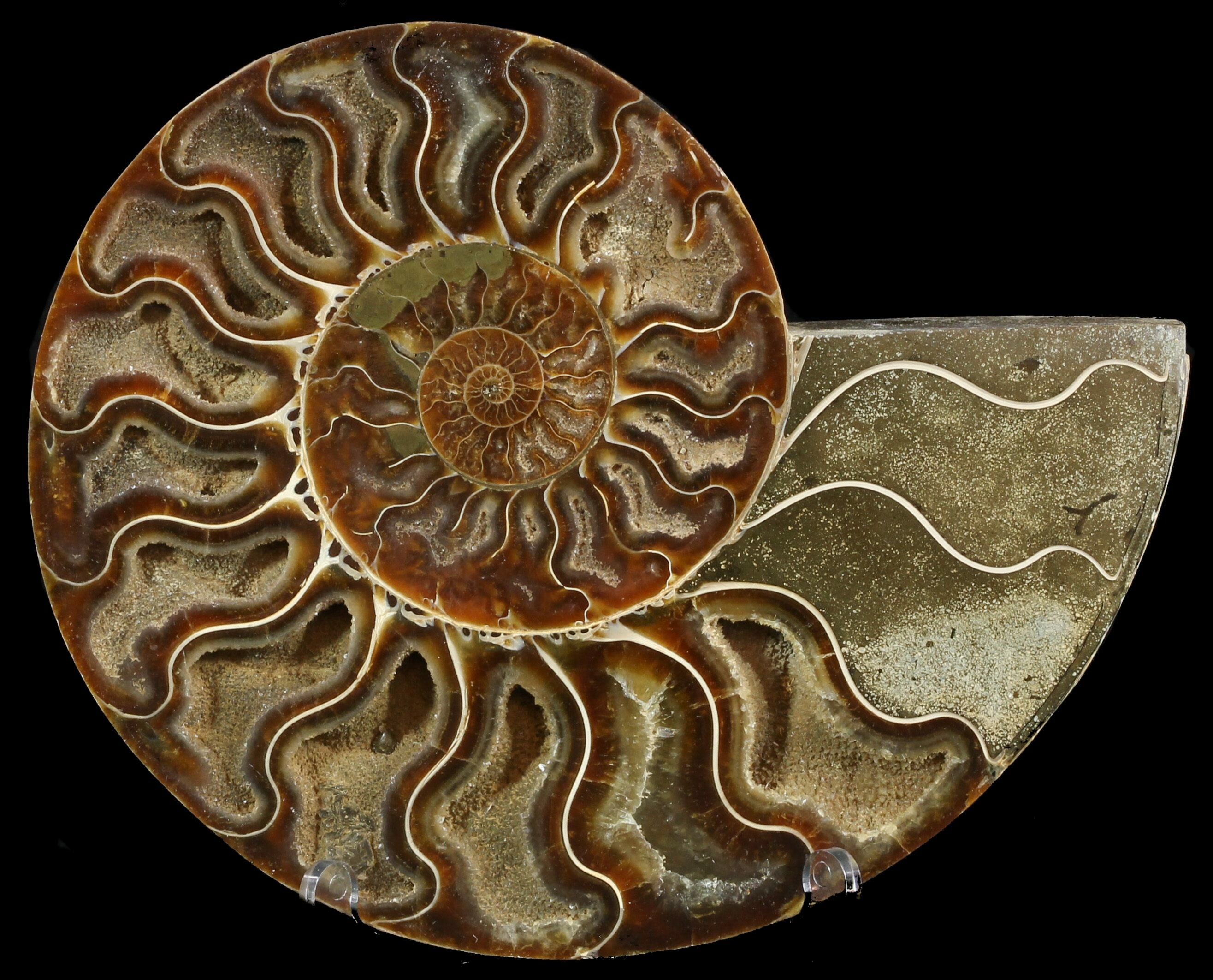 Fossils For Sale - FossilEra.com