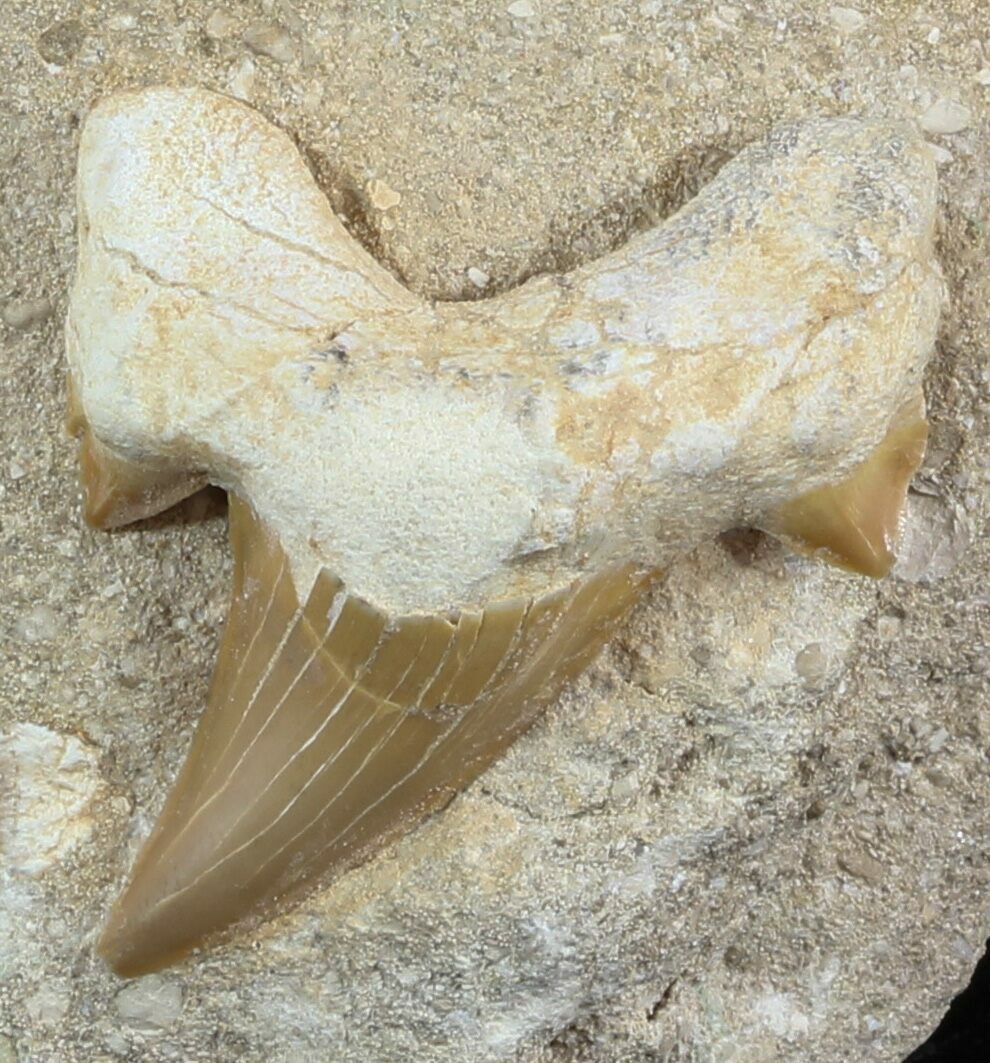 2.1" Otodus Shark Tooth Fossil In Rock - Eocene For Sale (#47723 ...