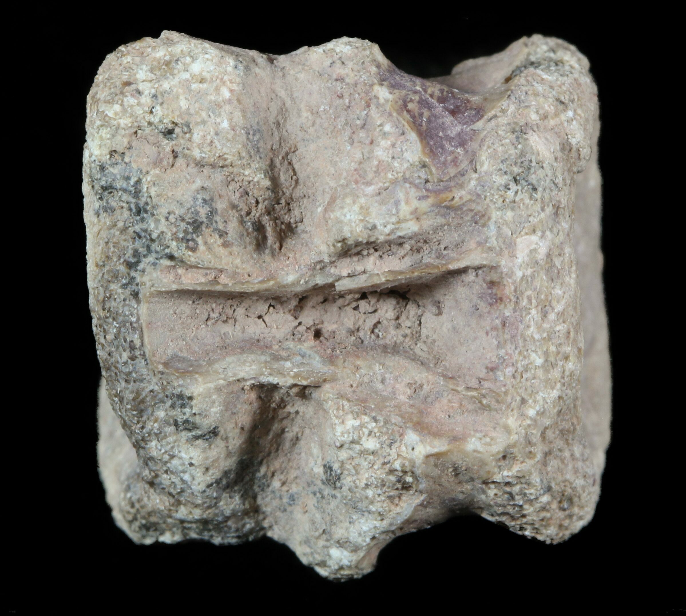 .61" Edaphosaurus (Permian Synapsid) Vertebrae - Texas For Sale (#33615 ...