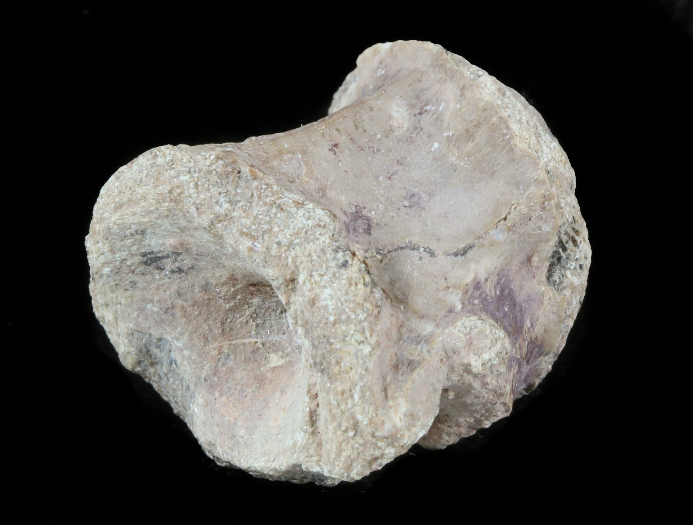 .61" Edaphosaurus (Permian Synapsid) Vertebrae - Texas For Sale (#33615 ...