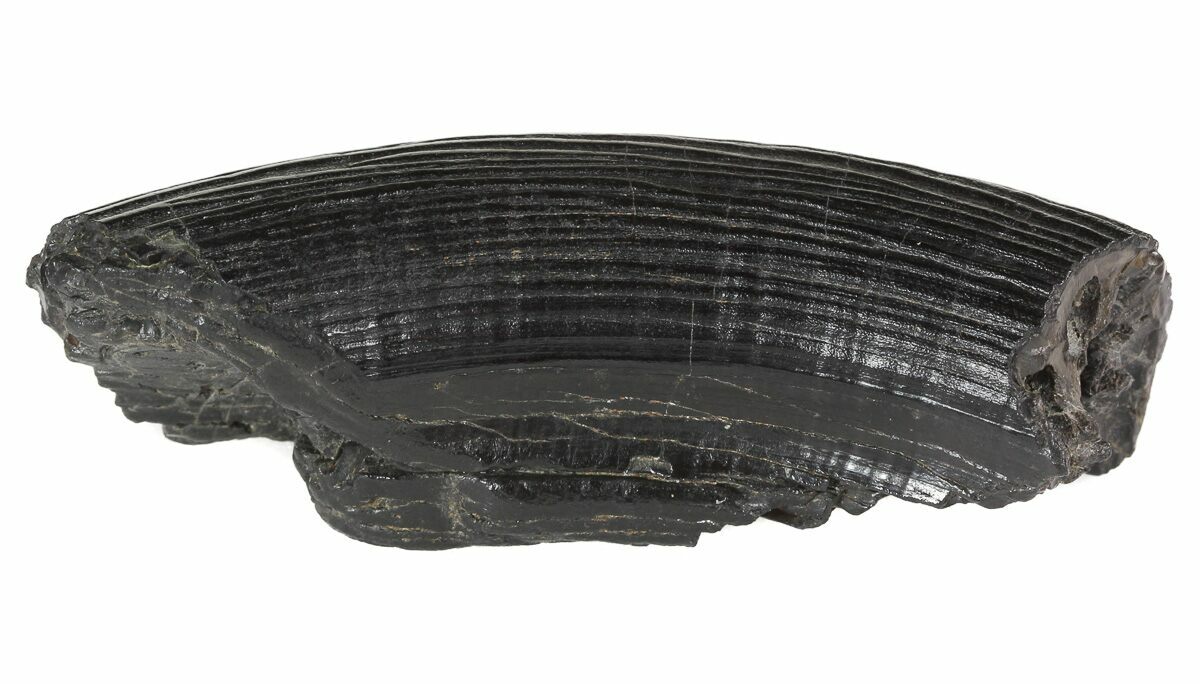 3.2" Fossil Giant Beaver (Castoroides) Tooth - Florida For Sale (#48297 ...