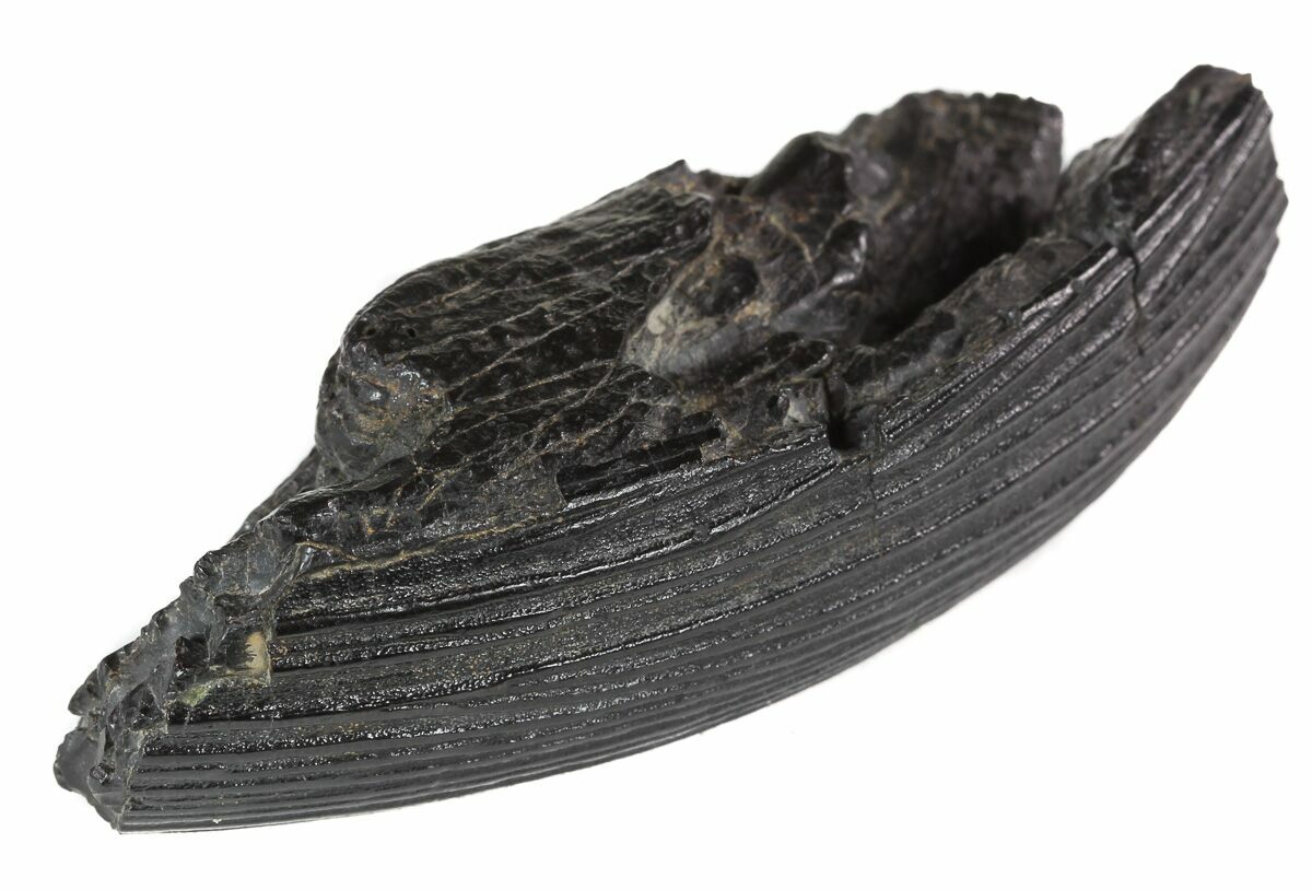 3.2" Fossil Giant Beaver (Castoroides) Tooth - Florida For Sale (#48297 ...