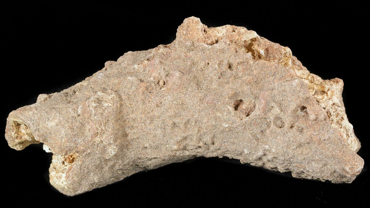 Fulgurites For Sale - FossilEra.com