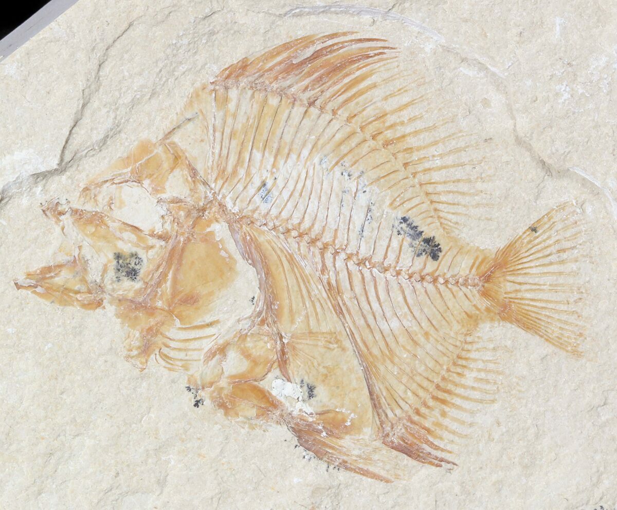 Fossils For Sale - FossilEra.com