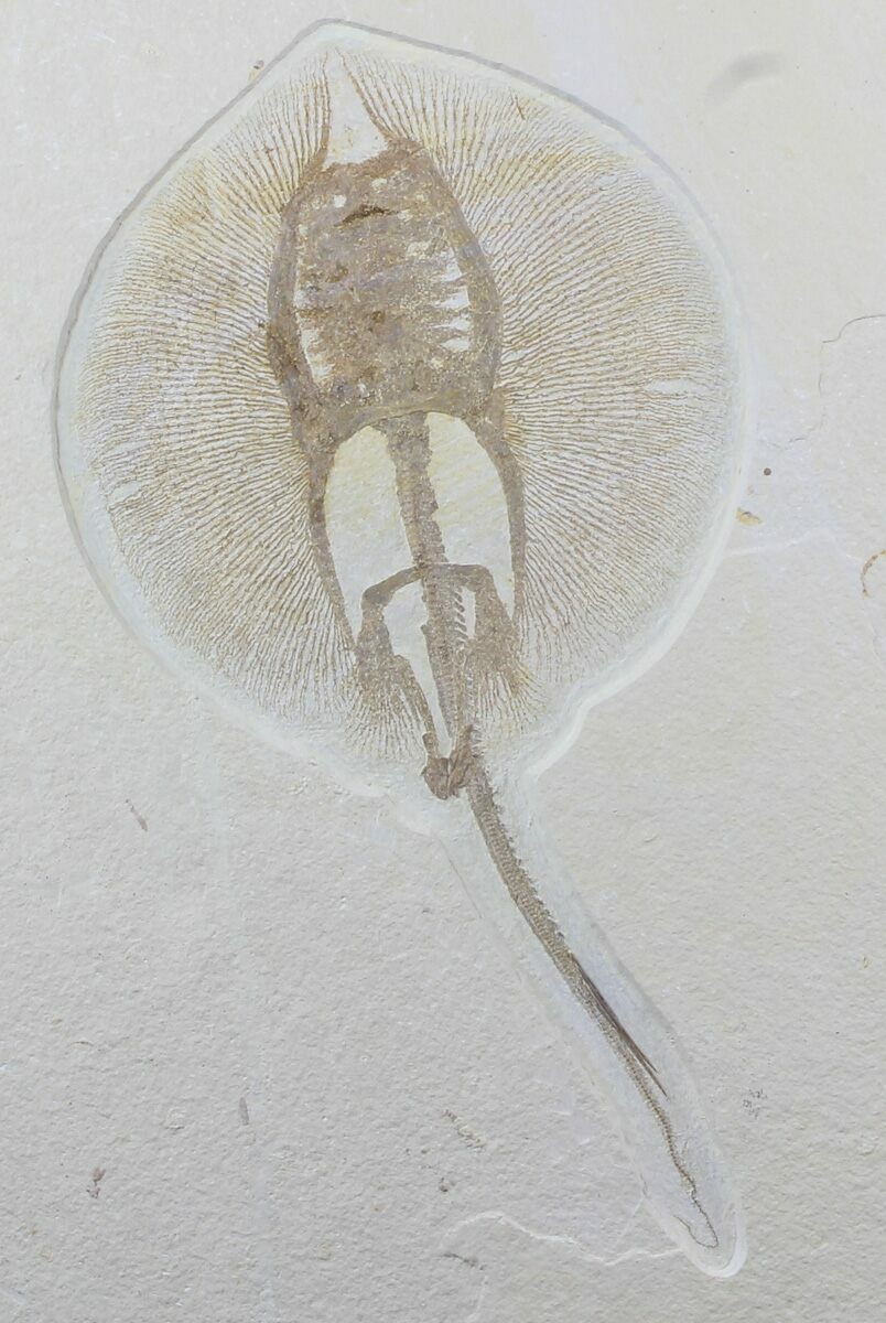 Stunning, 15" Fossil Stingray (Heliobatis) - Wyoming For Sale (#48590 ...