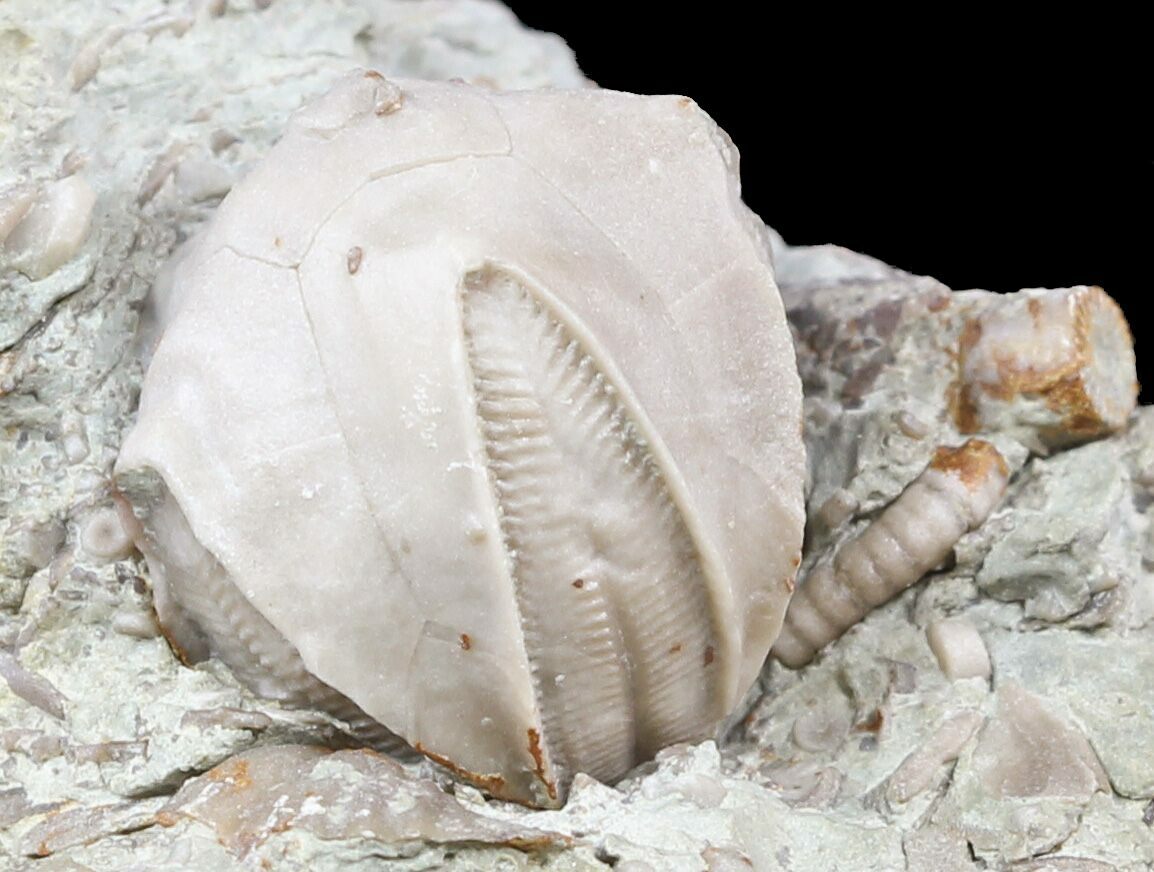 Blastoid (Pentremites) Fossil - Illinois For Sale (#48656) - FossilEra.com