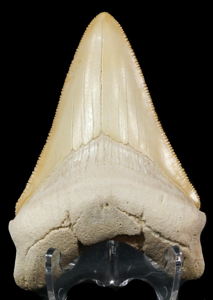 Bone Valley Megalodon Teeth For Sale - FossilEra.com