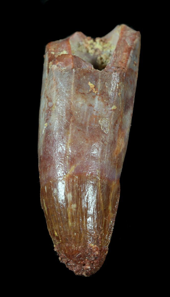 Rooted 1.1" Cretaceous Fossil Crocodile Tooth - Morocco For Sale ...