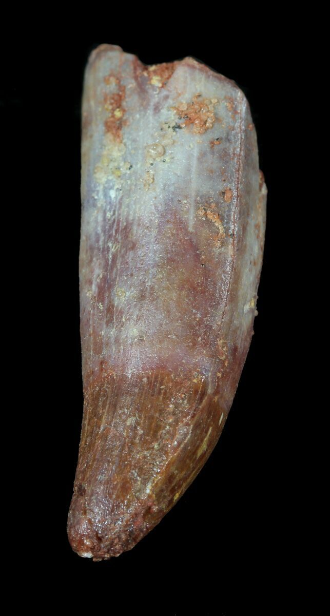 Rooted 1.1" Cretaceous Fossil Crocodile Tooth - Morocco For Sale ...